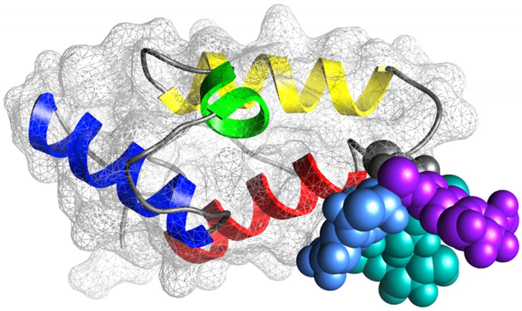 Computational Cardiovascular Research Group | Research group of ...